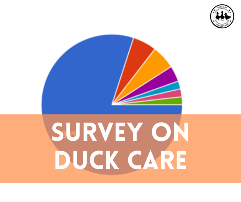 17 Duck Predators - Common And Not-So-Common Ones