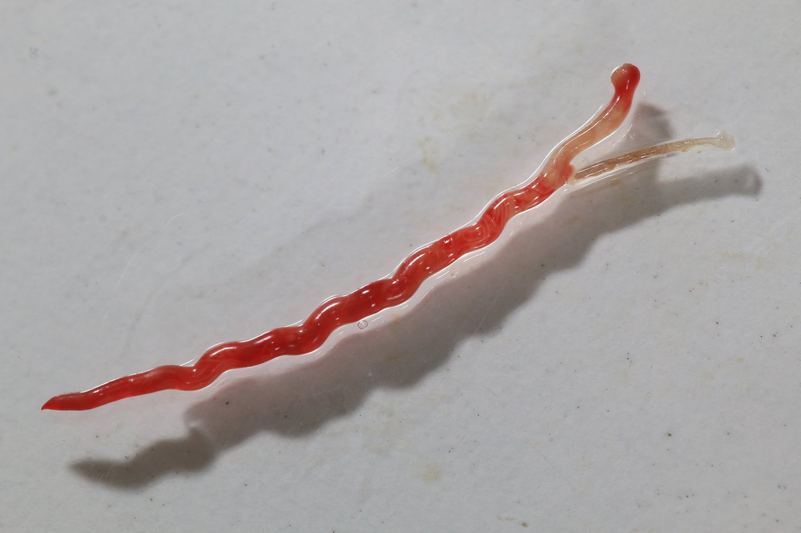 Duck Coughing: Causes, Symptoms, and Solutions