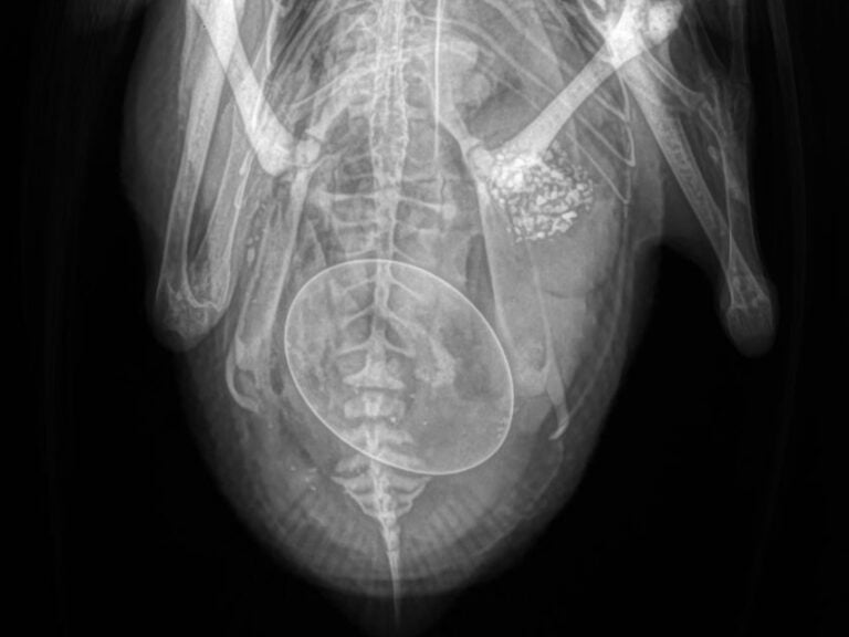 Reproductive Issues in Ducks: What They Are, Why They Happen, and How ...