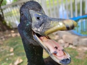 Duck Digestive System Anatomy