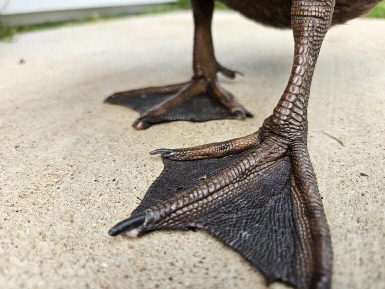 How to Conduct a Duck Health Check: A Comprehensive Guide