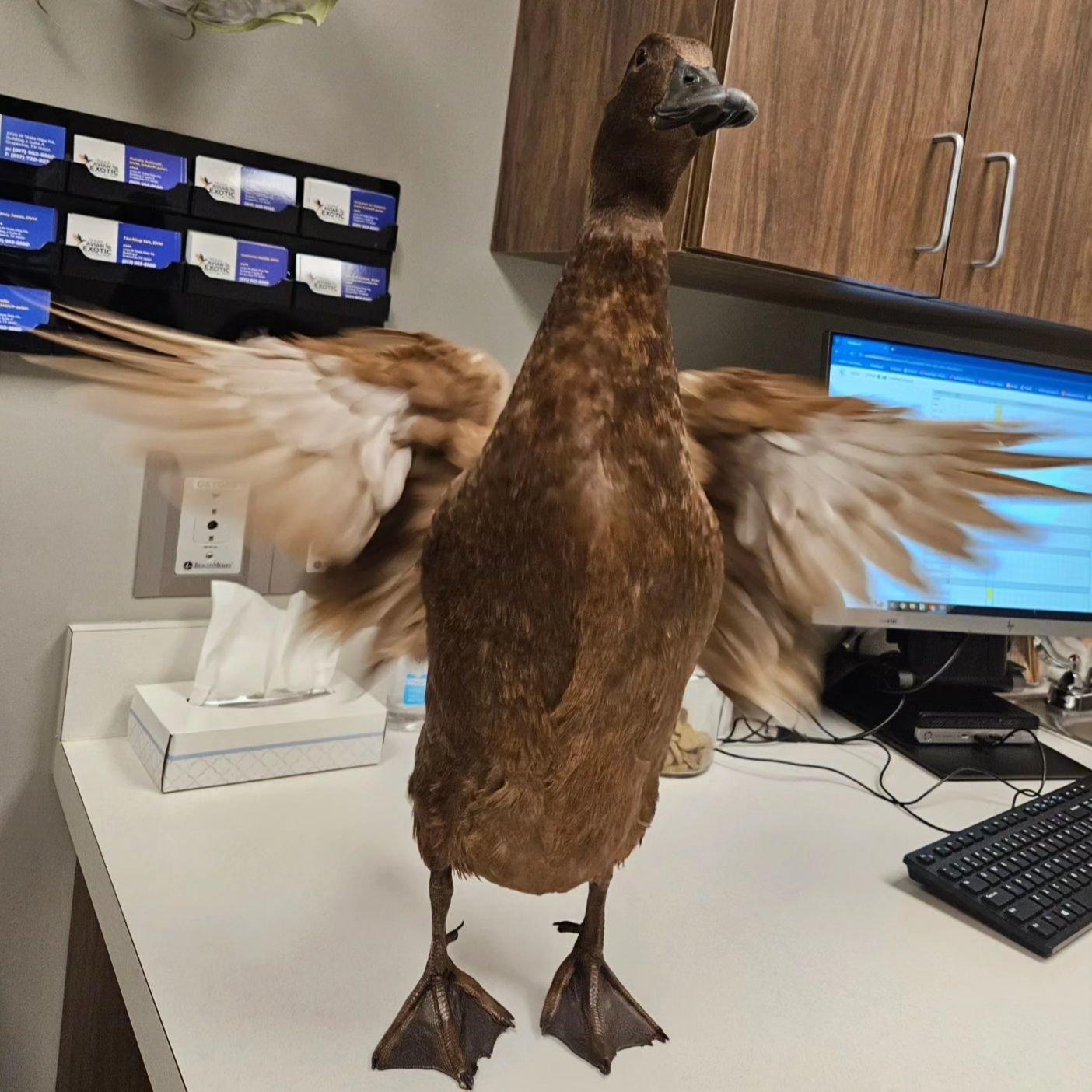 11 Duck Myths And The Surprising Truth Behind Them