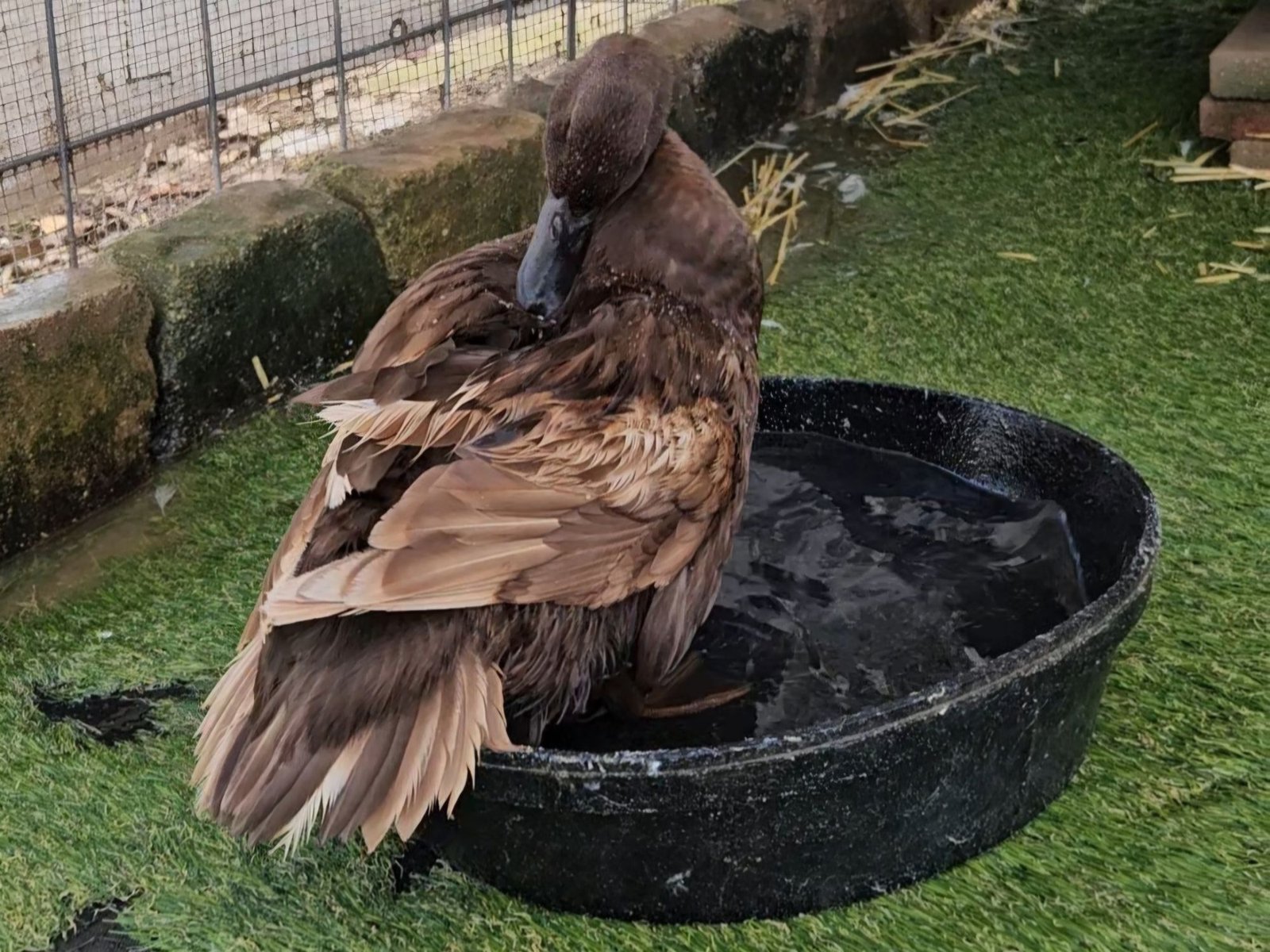 Common External Duck Parasites: Signs, Treatment, and Prevention Tips