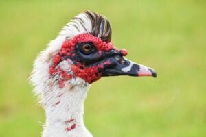 Muscovy Ducks: The Gentle Giants of the Duck World