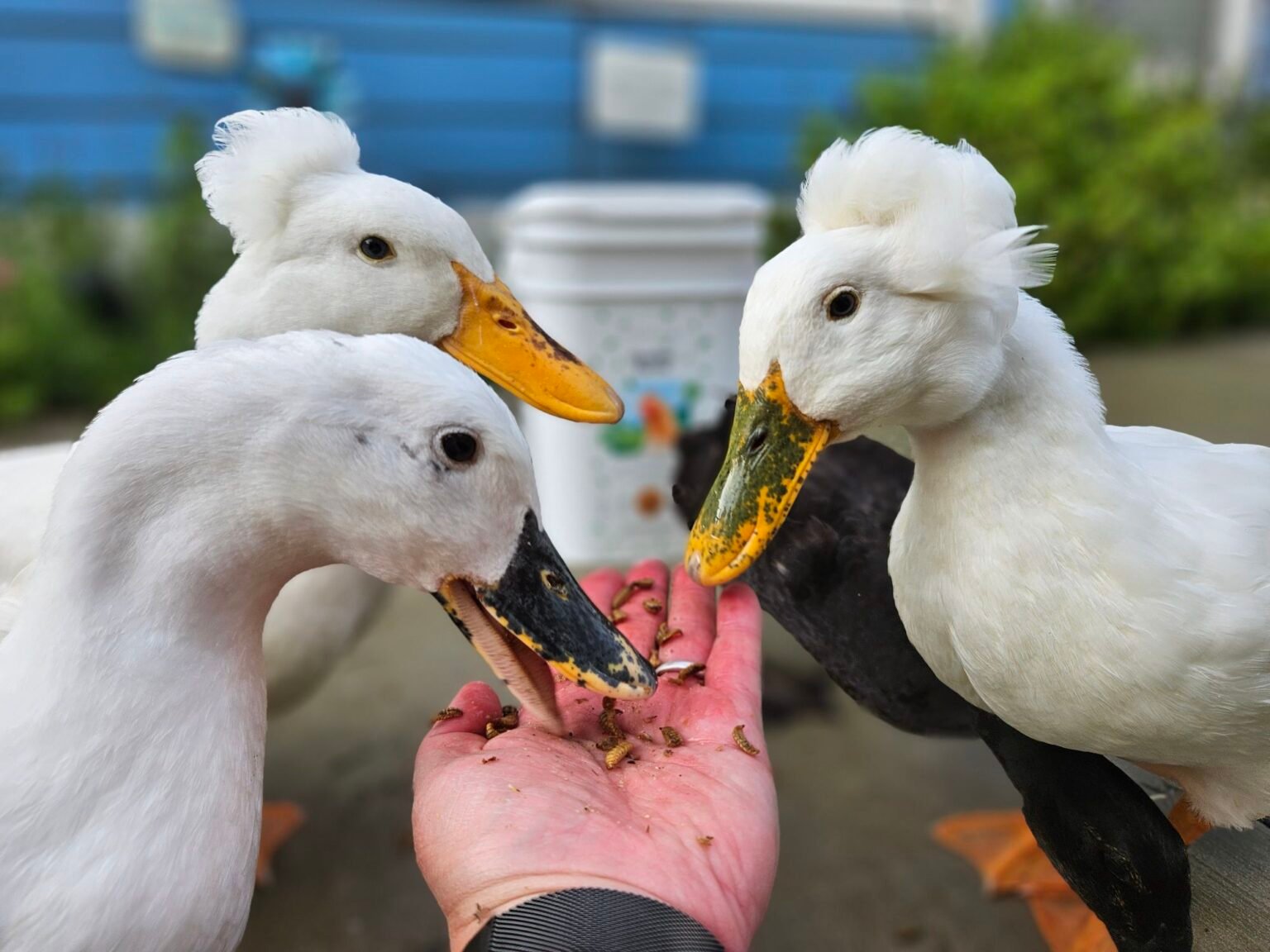Pet Ducks: The Ultimate Guide to Keeping and Caring for Them