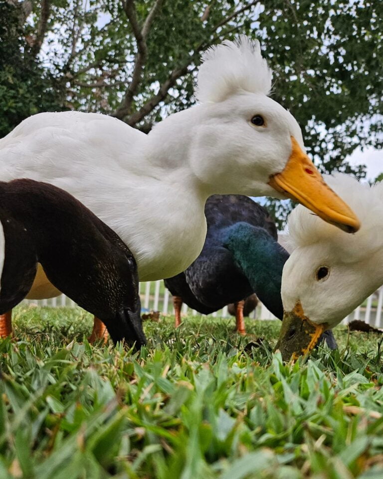 How Old Is My Duck in Human Years? A Guide to Duck Life Stages