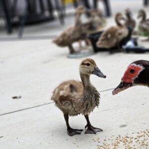 Muscovy Ducks: The Gentle Giants of the Duck World
