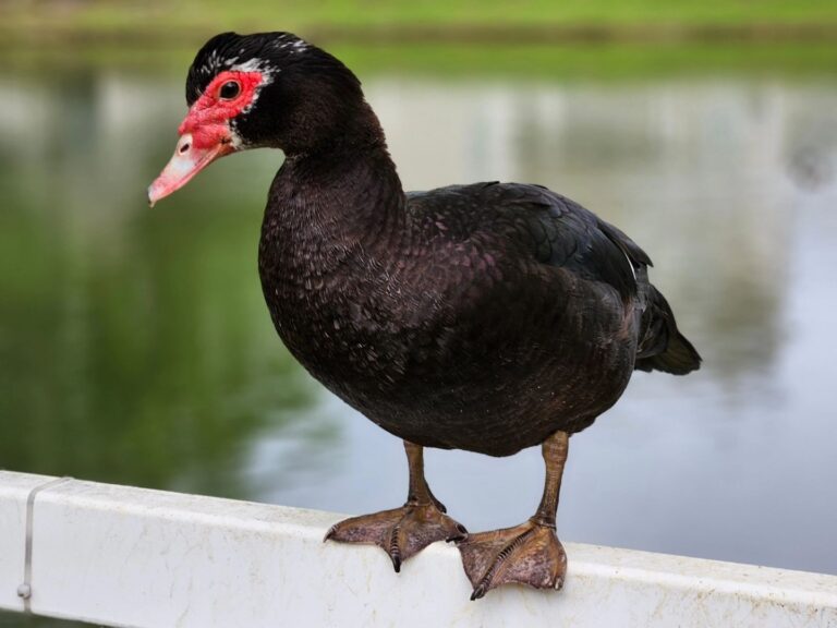 Muscovy Ducks: The Gentle Giants of the Duck World