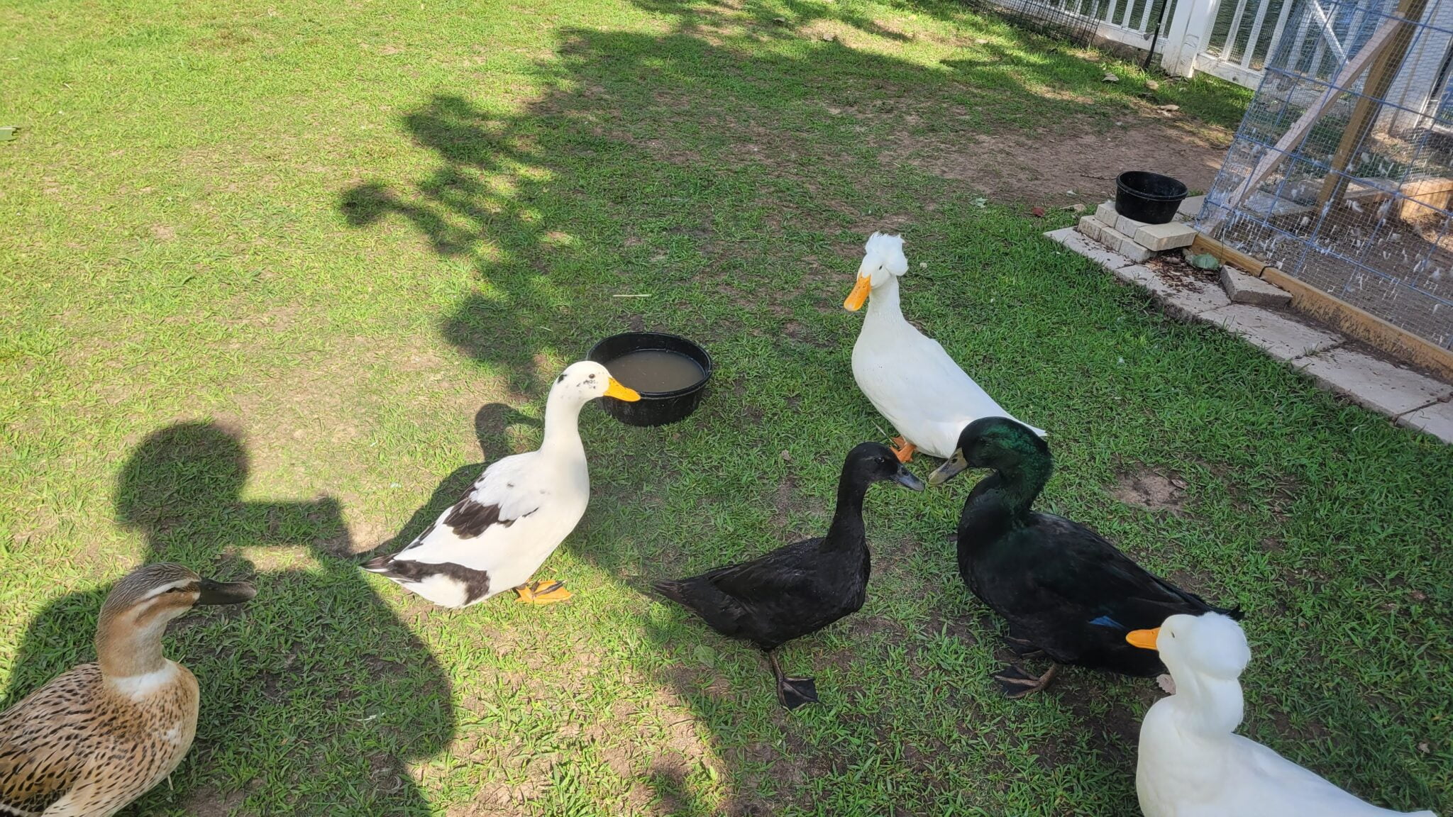 Introducing New Ducks: How to Expand Your Flock Without Drama