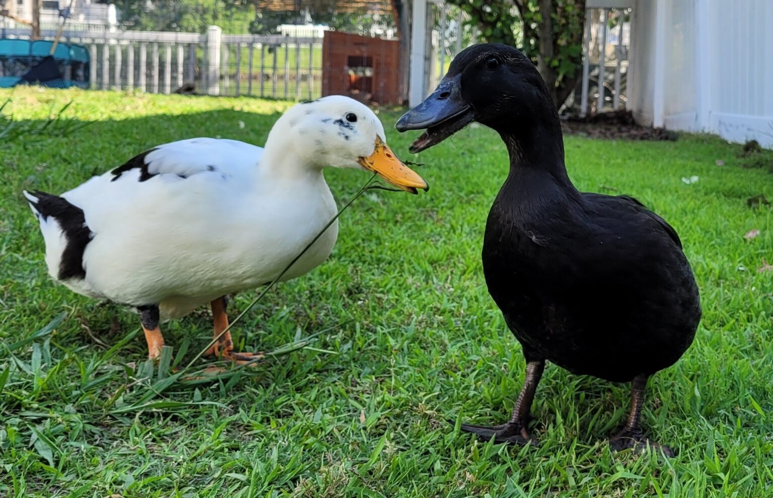 Introducing New Ducks: How to Expand Your Flock Without Drama