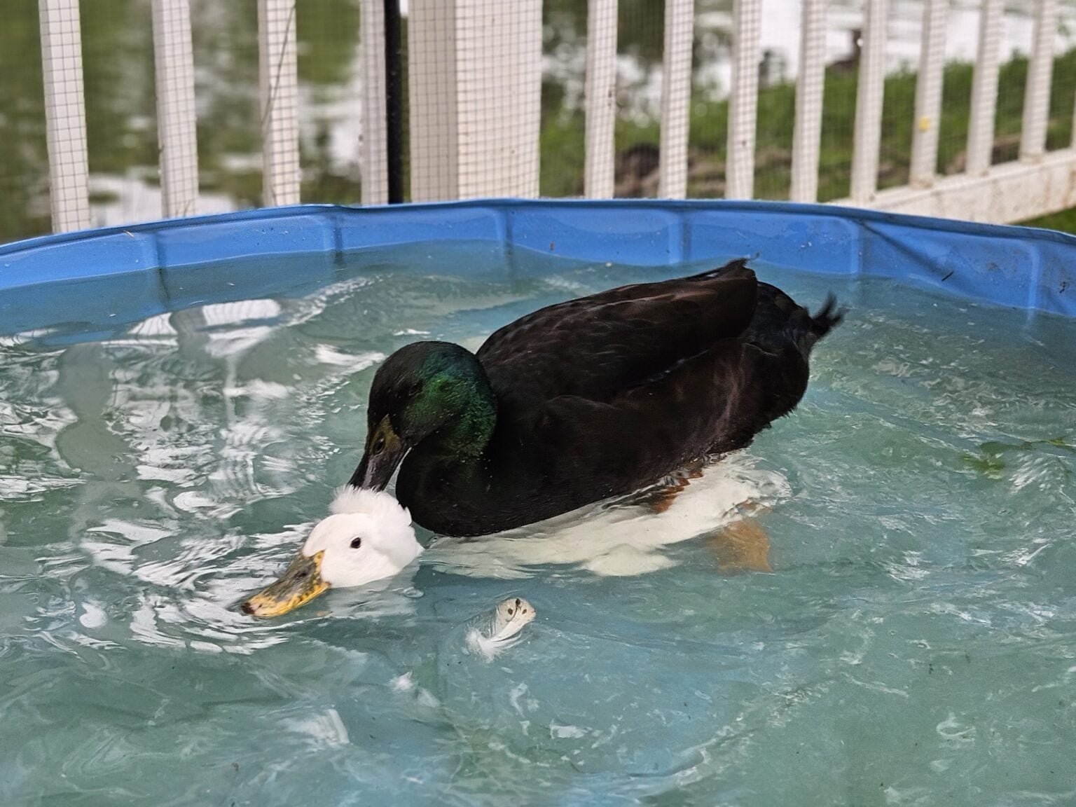 Aggressive Ducks: How do I stop my ducks from fighting?