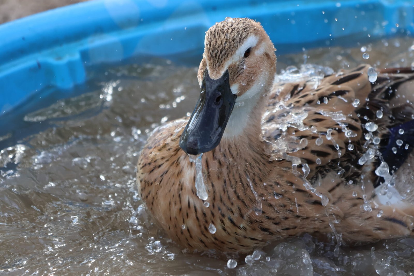 Ducks and Water: Keeping Your Flock Happy and Healthy