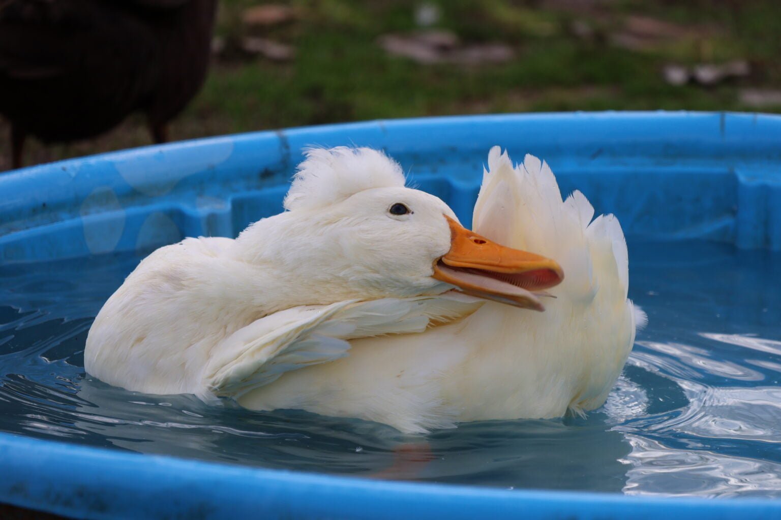 11 Duck Myths And The Surprising Truth Behind Them