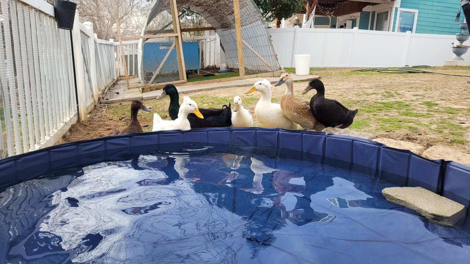 Ducks and Water: Keeping Your Flock Happy and Healthy