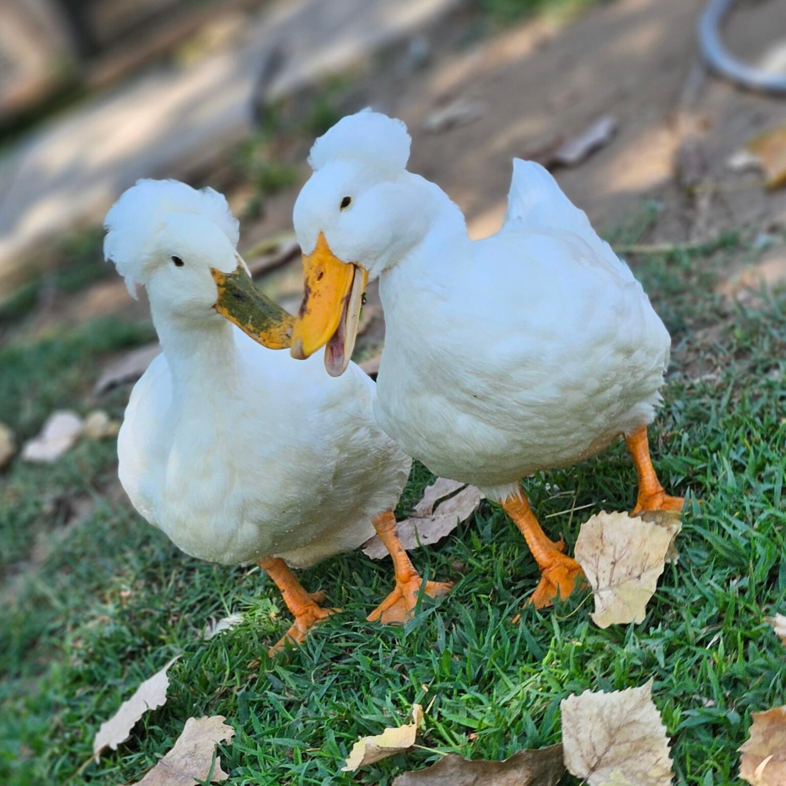 Duck Quacking Explained