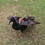 Aggressive Ducks: How do I stop my ducks from fighting?