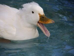 Aggressive Ducks: How do I stop my ducks from fighting?