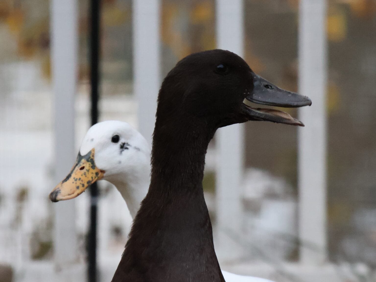 Duck Quacking Explained