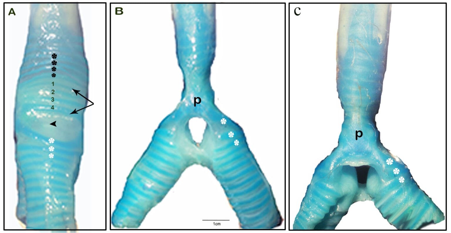 Duck Quacking Explained