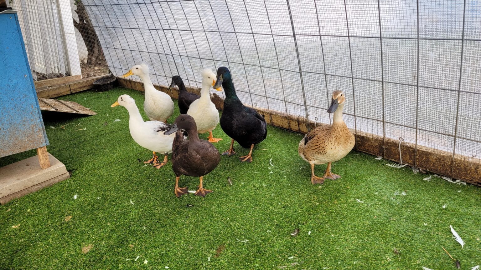 How Artificial Turf Transformed Our Duck Run