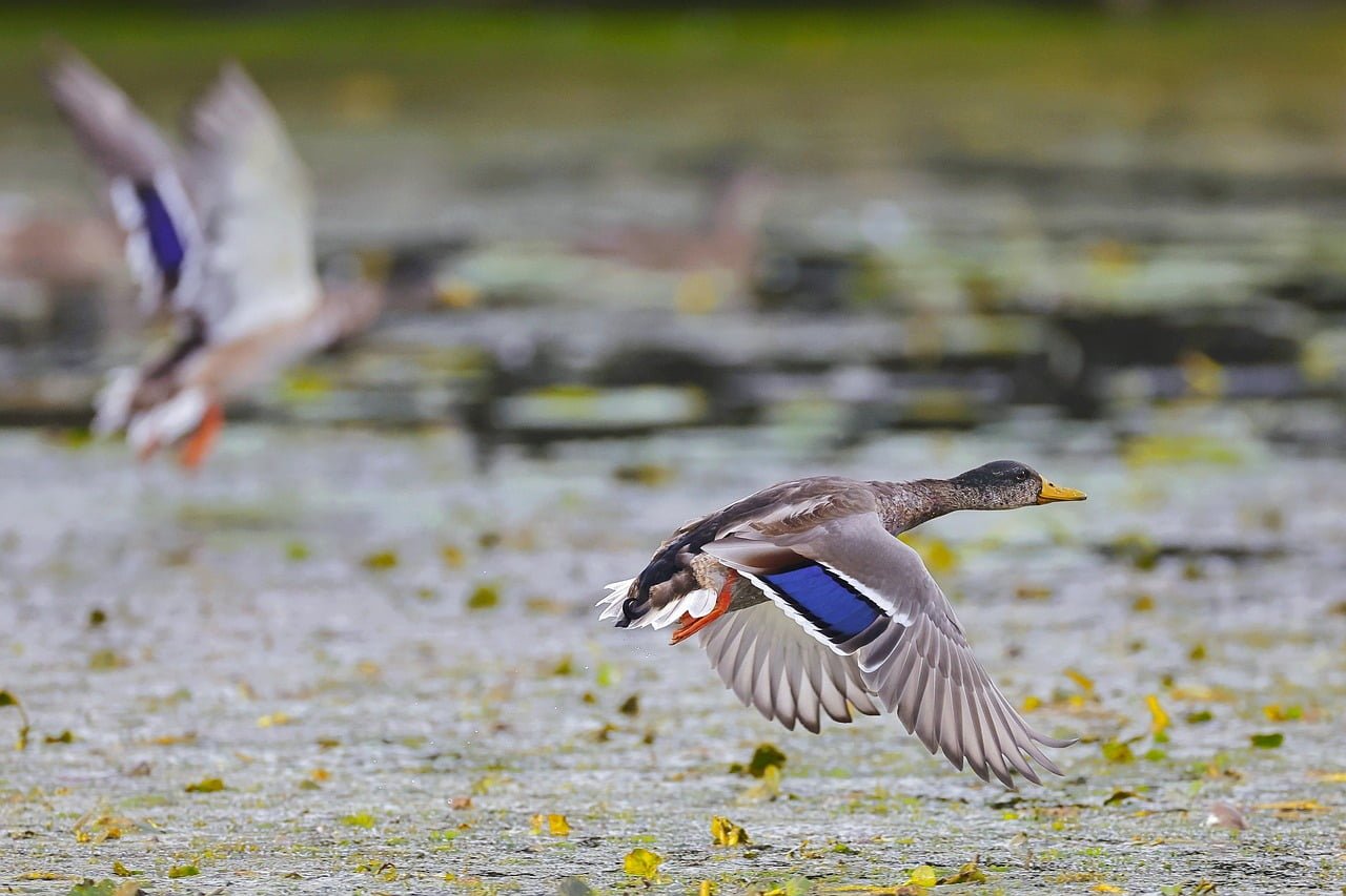 Exploring Duck Migration