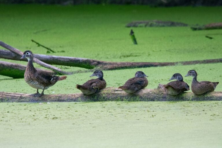 Exploring Duck Migration