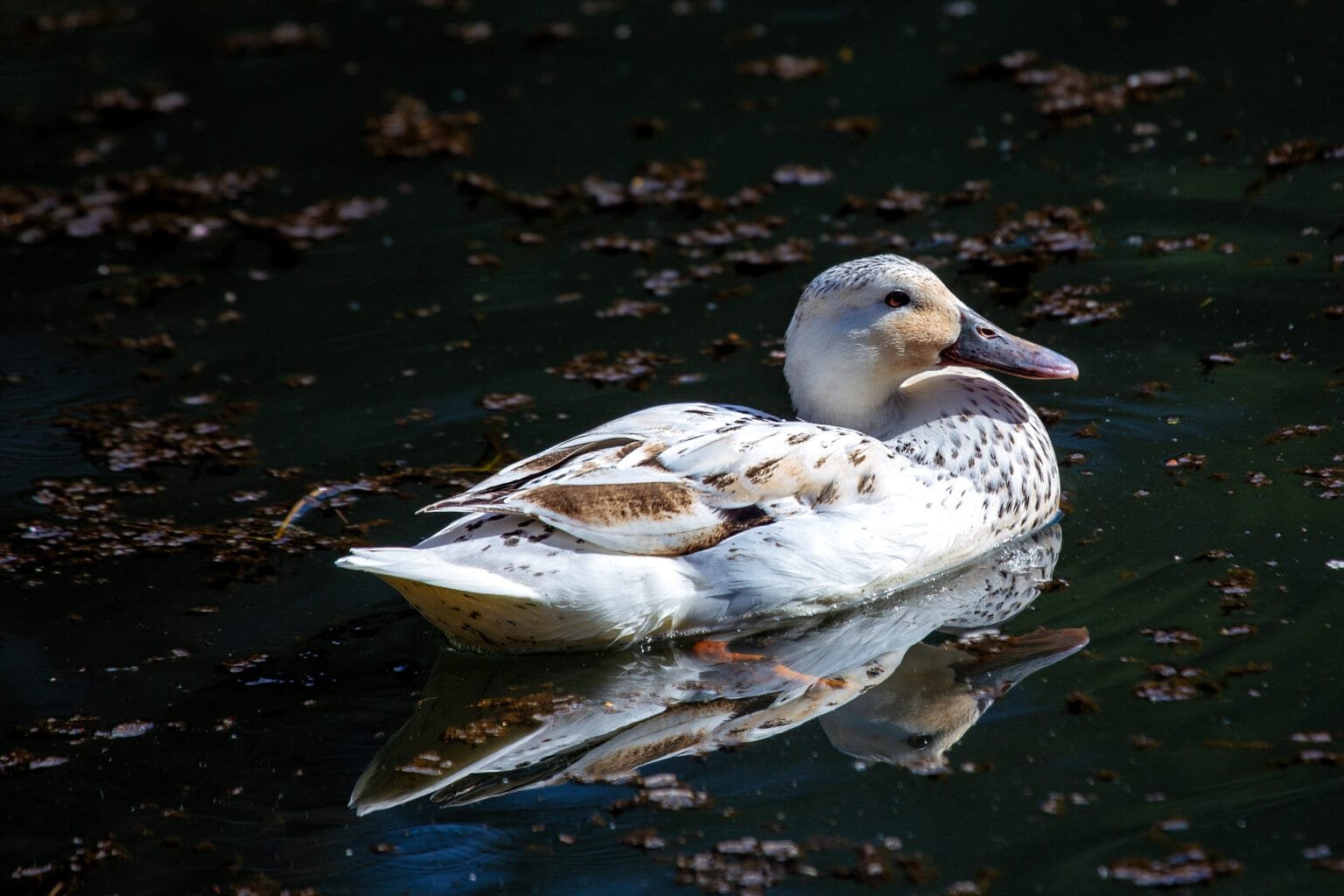 Welsh Harlequin Duck - Friendly, Hardy, and Stunningly Unique