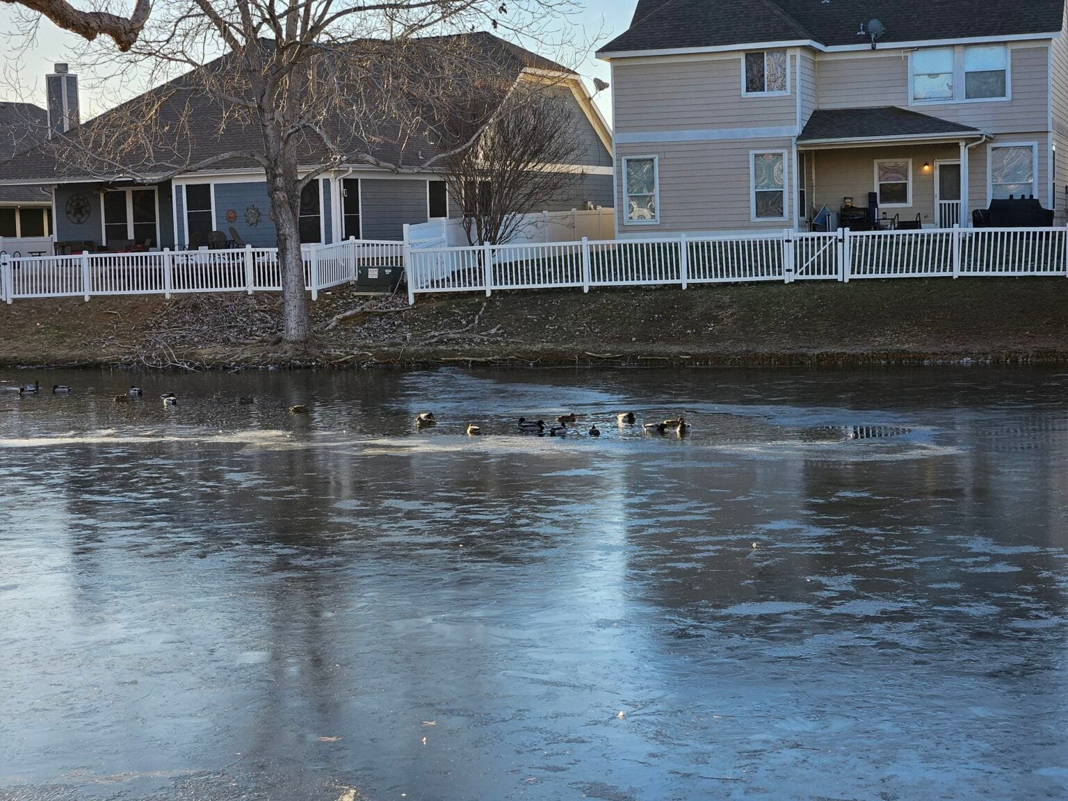 Keeping Ducks in Winter - 7 Proven Tips