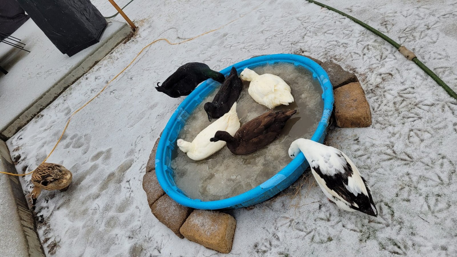 Keeping Ducks in Winter - 7 Proven Tips