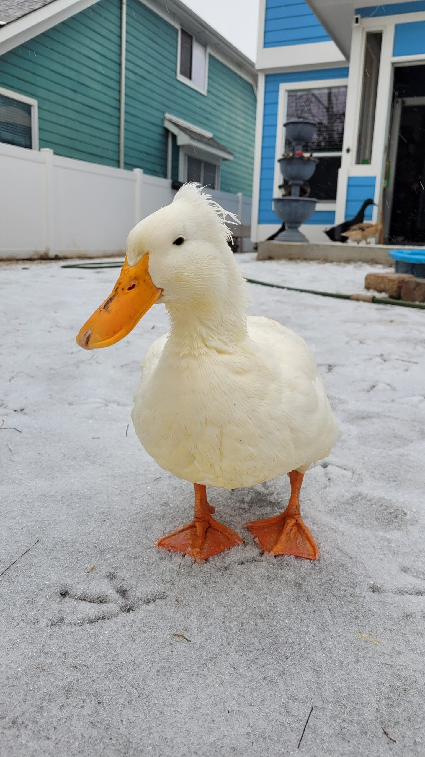 Keeping Ducks in Winter - 7 Proven Tips