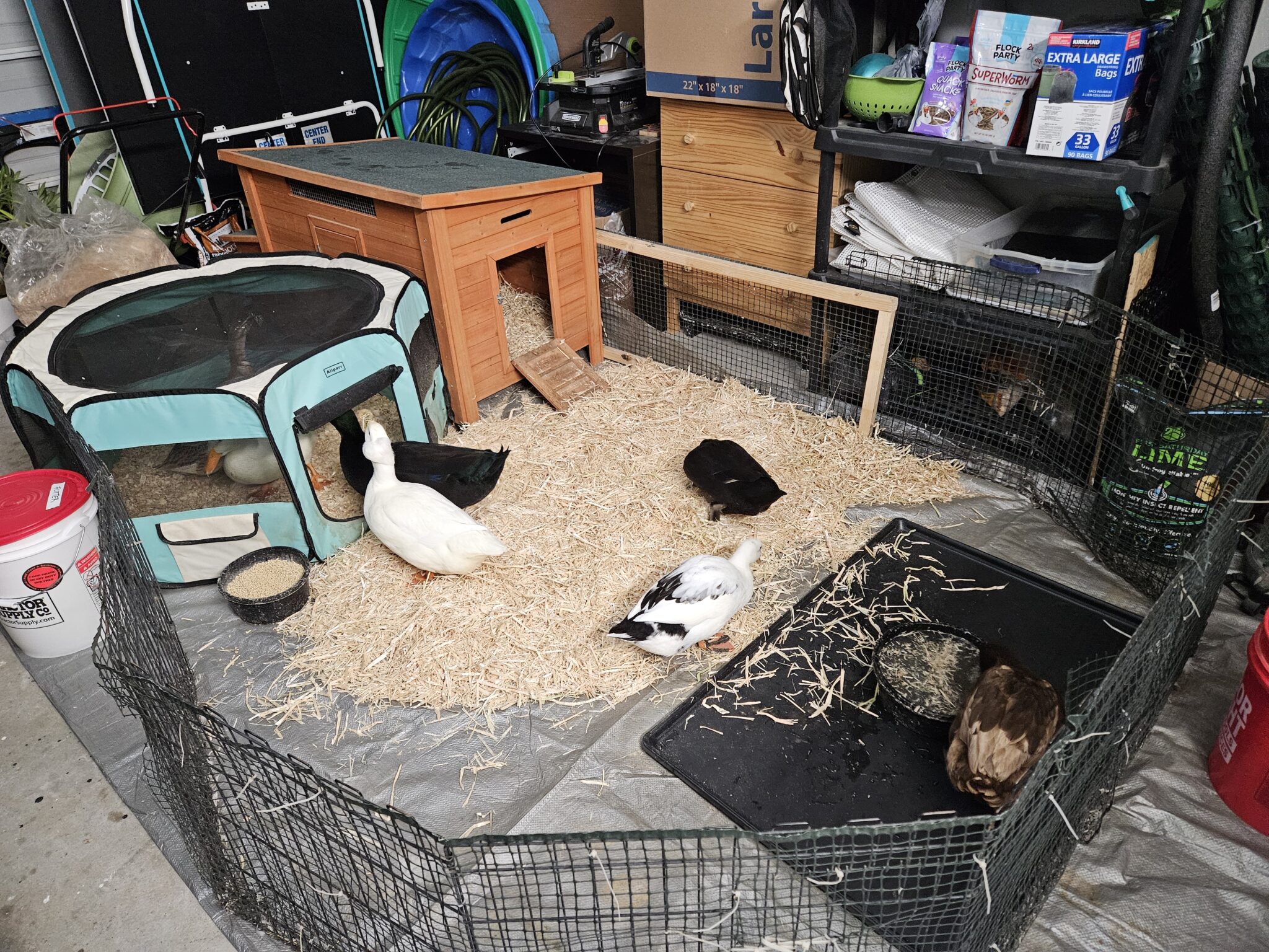 Keeping Ducks in Winter - 7 Proven Tips