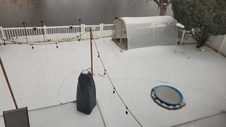 Keeping Ducks in Winter - 7 Proven Tips