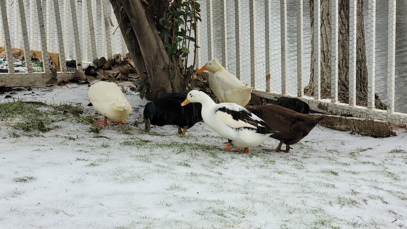 Keeping Ducks in Winter - 7 Proven Tips