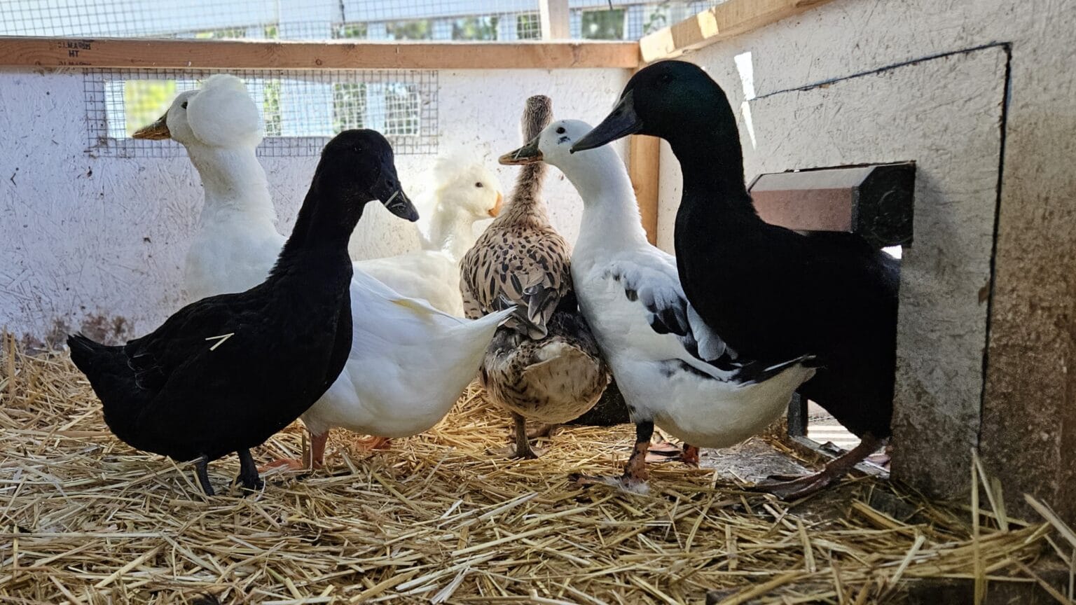 Ducks and Fireworks: How Does it Affect them (And How You Can Help Them ...