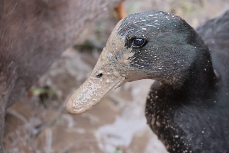 11 Duck Myths And The Surprising Truth Behind Them