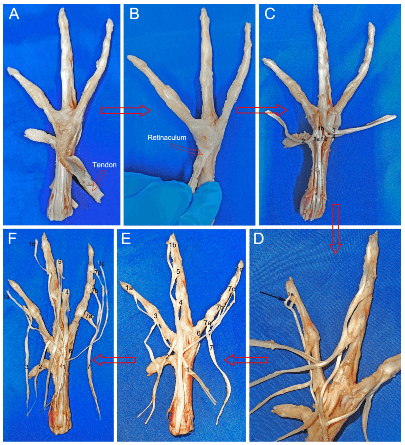 Duck Feet Facts: Key Anatomical Features And Functional Adaptations