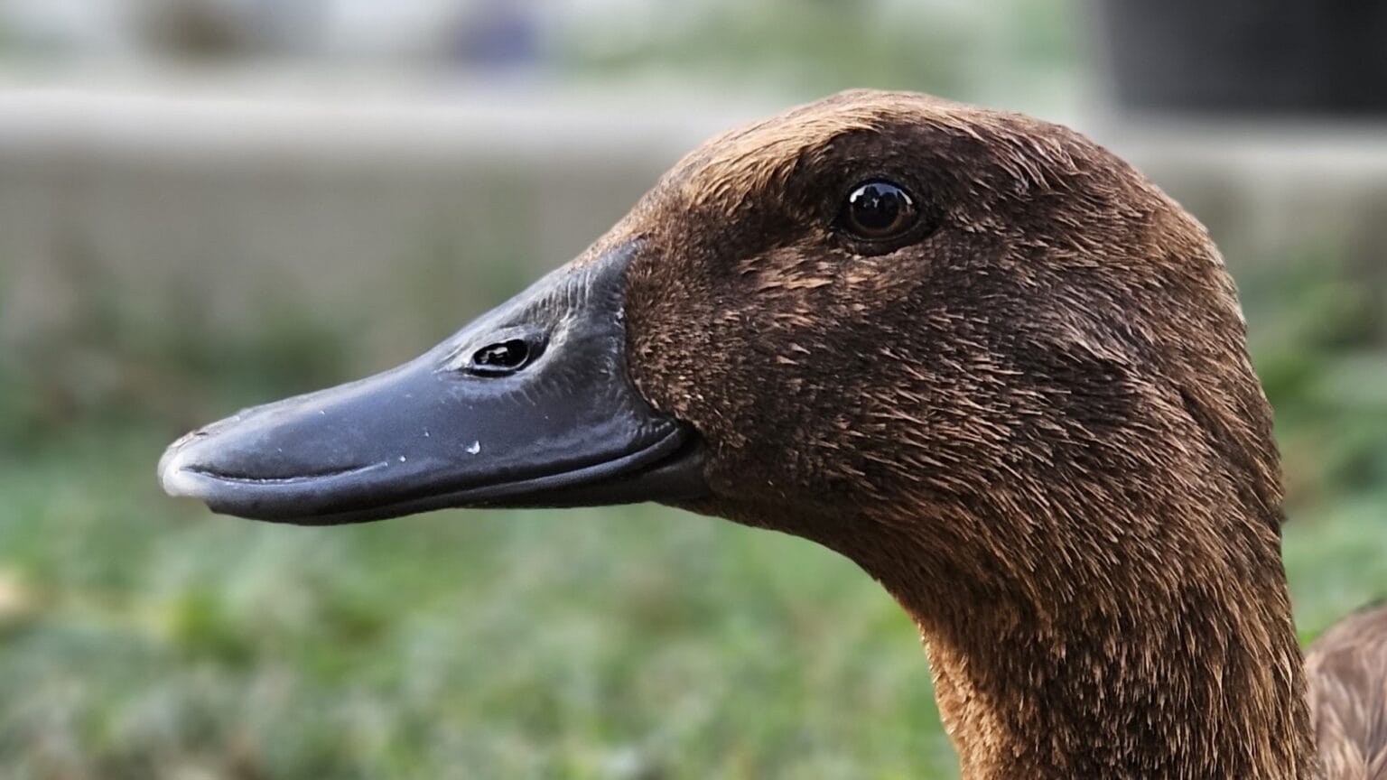 The Duck Bill – Anatomy, Function, and Differences