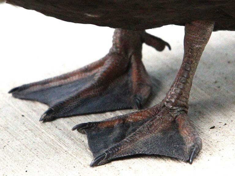 Duck Feet Facts: Key Anatomical Features And Functional Adaptations