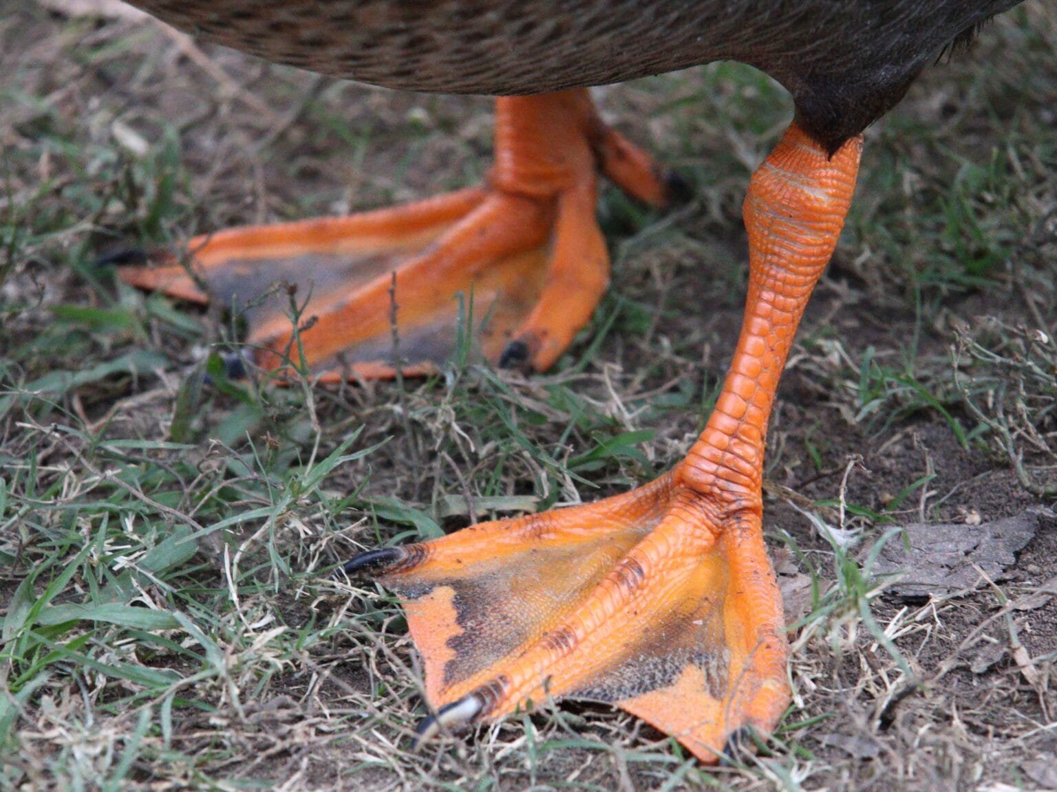 Duck Feet Facts: Key Anatomical Features And Functional Adaptations