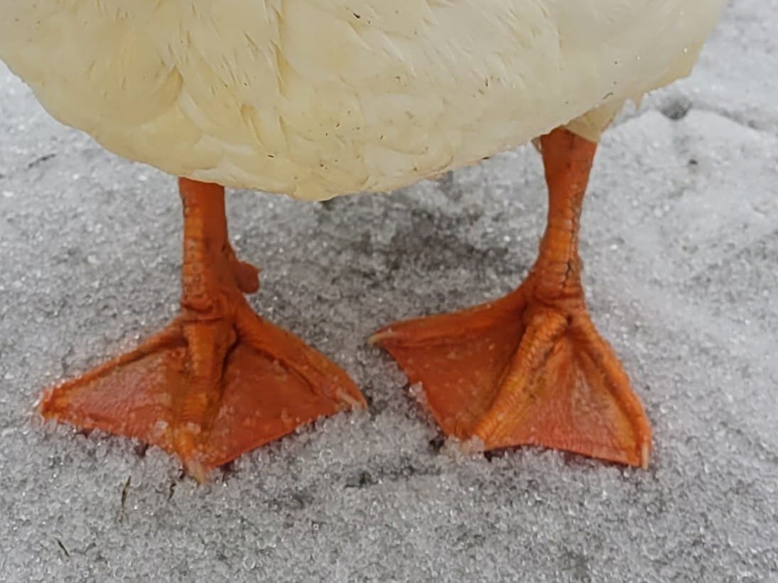 Duck Feet Facts: Key Anatomical Features And Functional Adaptations