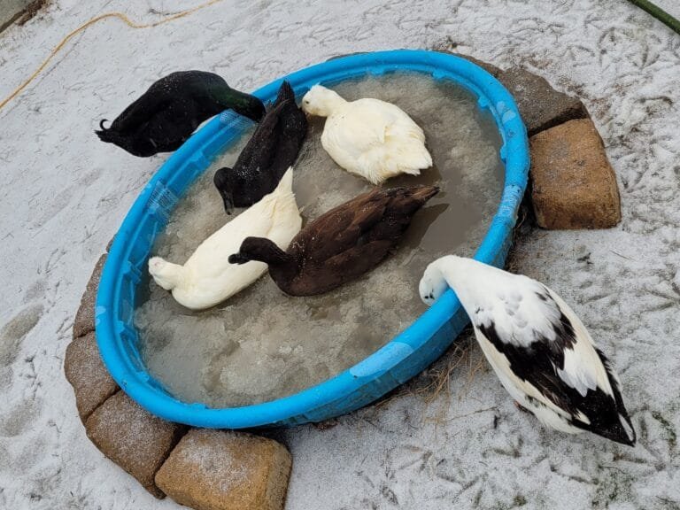 Duck Feet Facts: Key Anatomical Features And Functional Adaptations