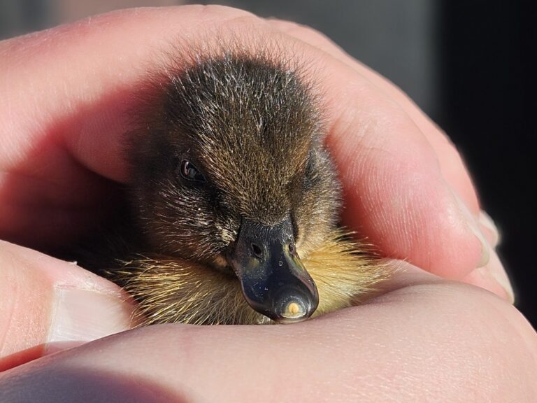 The Duck Bill – Anatomy, Function, and Differences