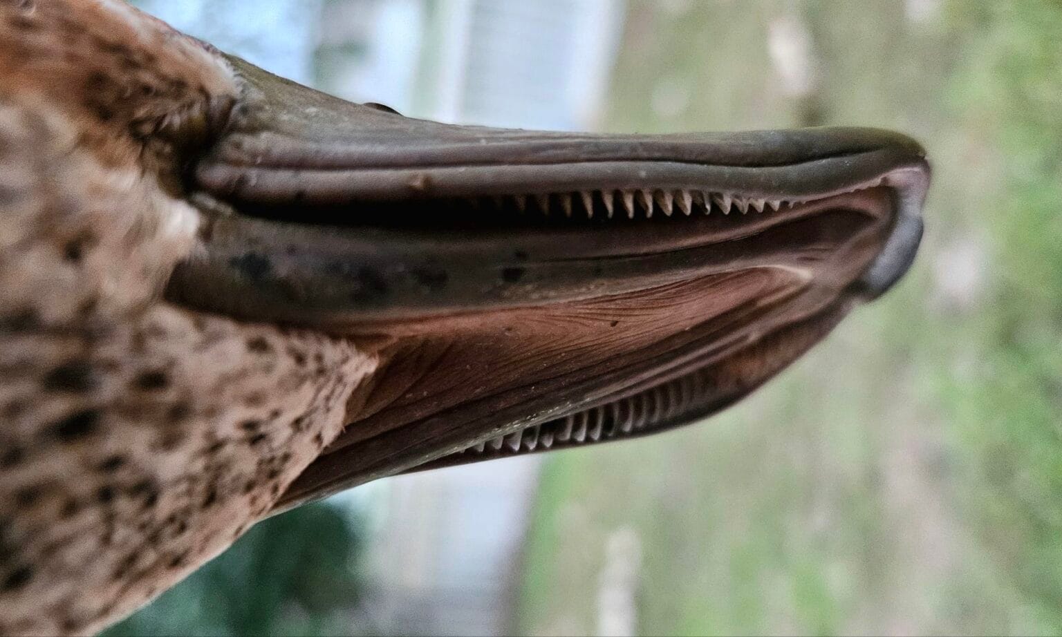 The Duck Bill – Anatomy, Function, and Differences