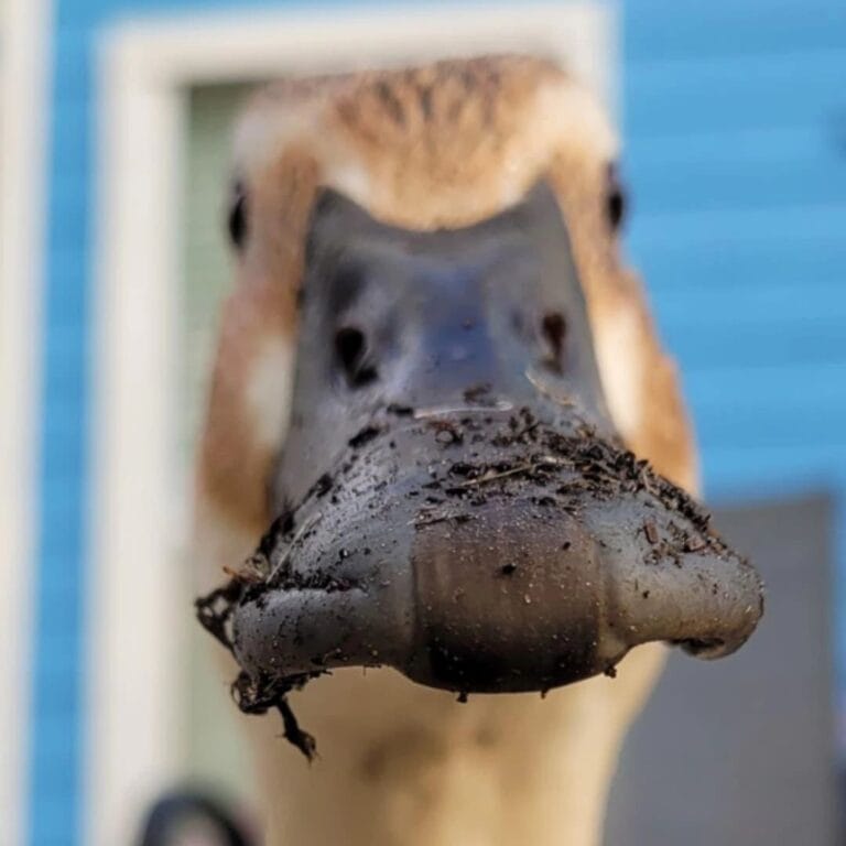 The Duck Bill – Anatomy, Function, and Differences