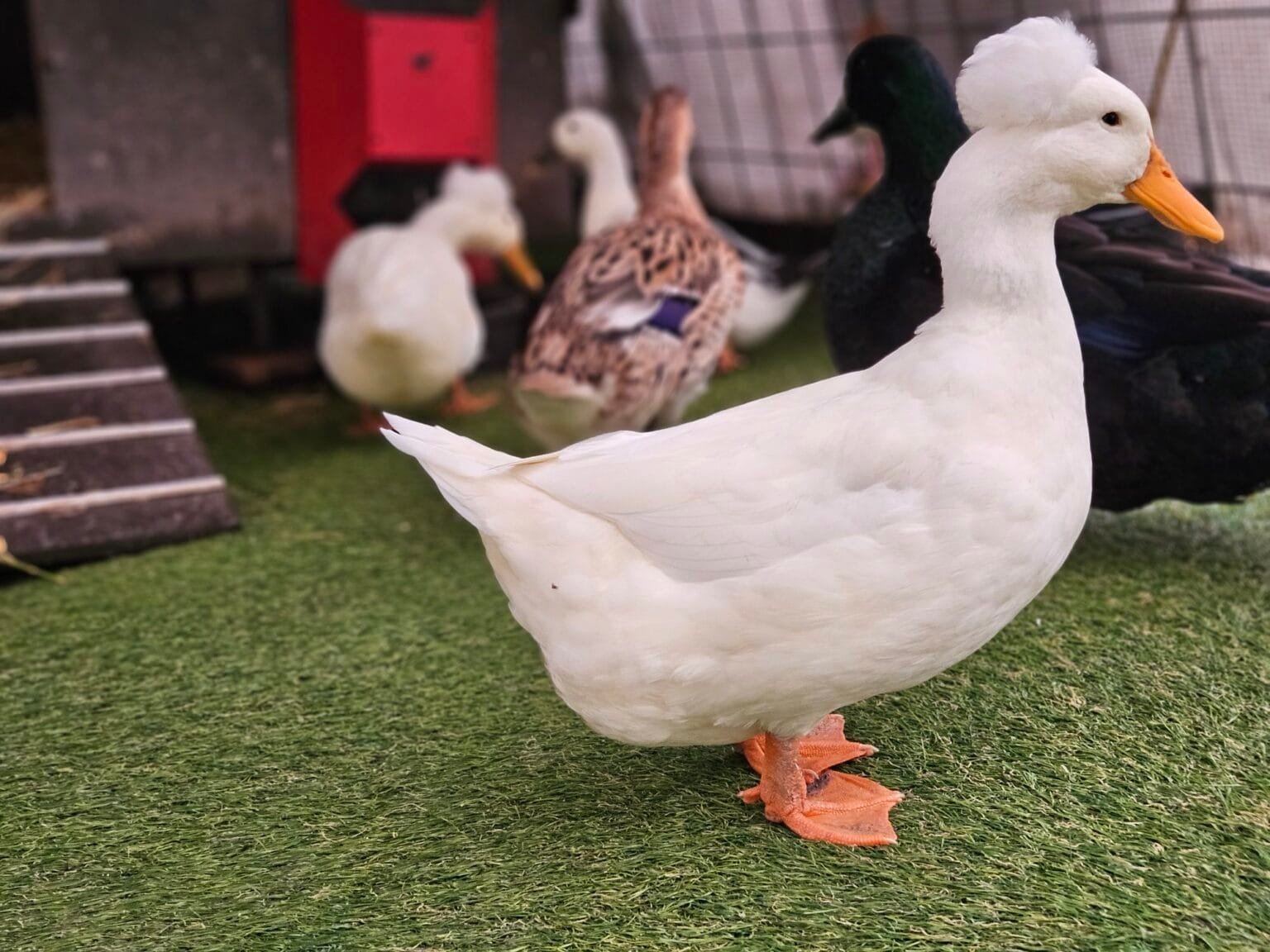 Feeding Ducks: A Guide to Keeping Your Flock Happy and Healthy