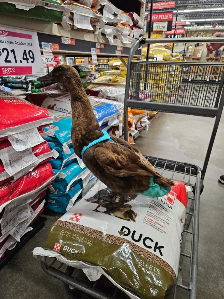 Feeding Ducks: A Guide to Keeping Your Flock Happy and Healthy