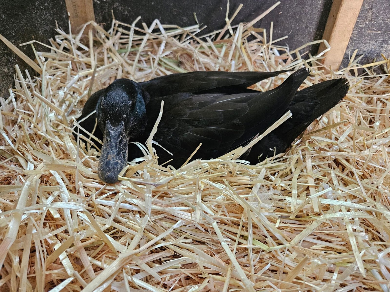 The Untold Truth About Mating Ducks: From Passion to Overmating