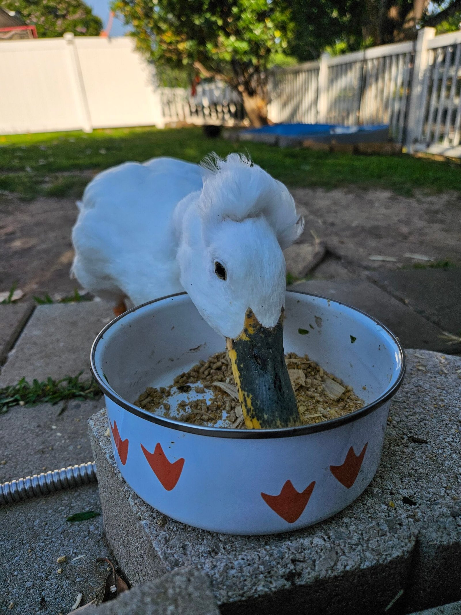 Feeding Ducks: A Guide to Keeping Your Flock Happy and Healthy