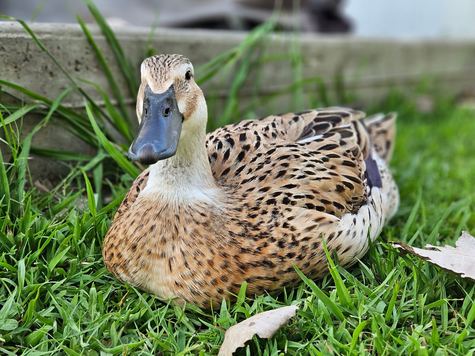 How Old Is My Duck in Human Years? A Guide to Duck Life Stages
