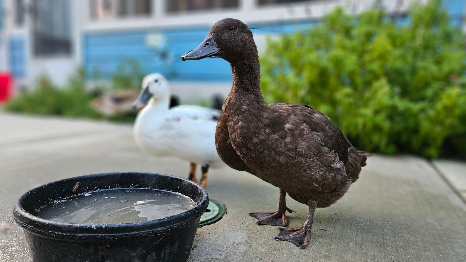 Feeding Ducks: A Guide to Keeping Your Flock Happy and Healthy
